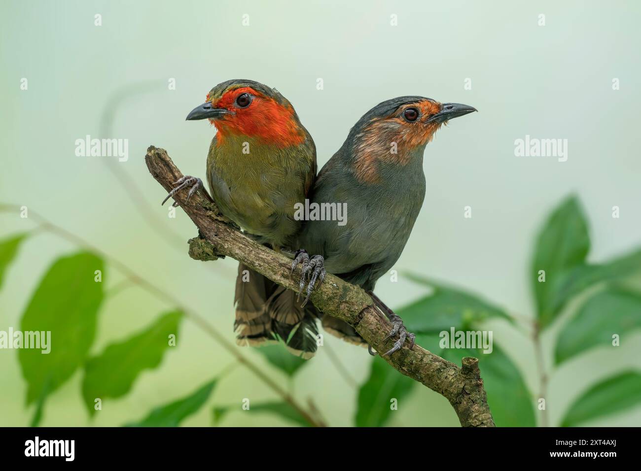 red-faced liocichla, Liocichla phoenicea Stock Photo - Alamy