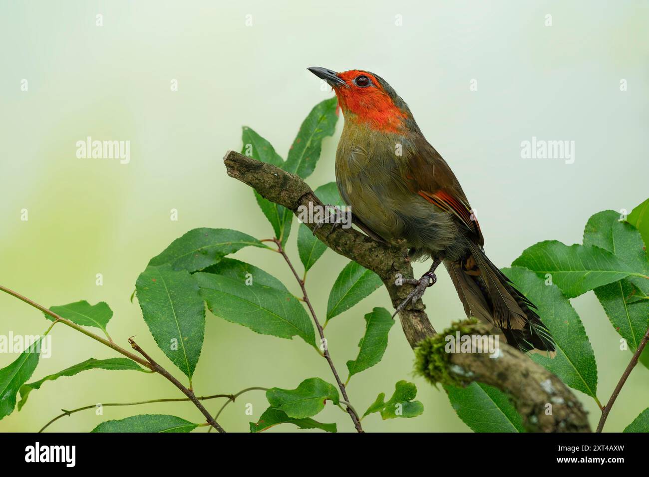 red-faced liocichla, Liocichla phoenicea Stock Photo - Alamy