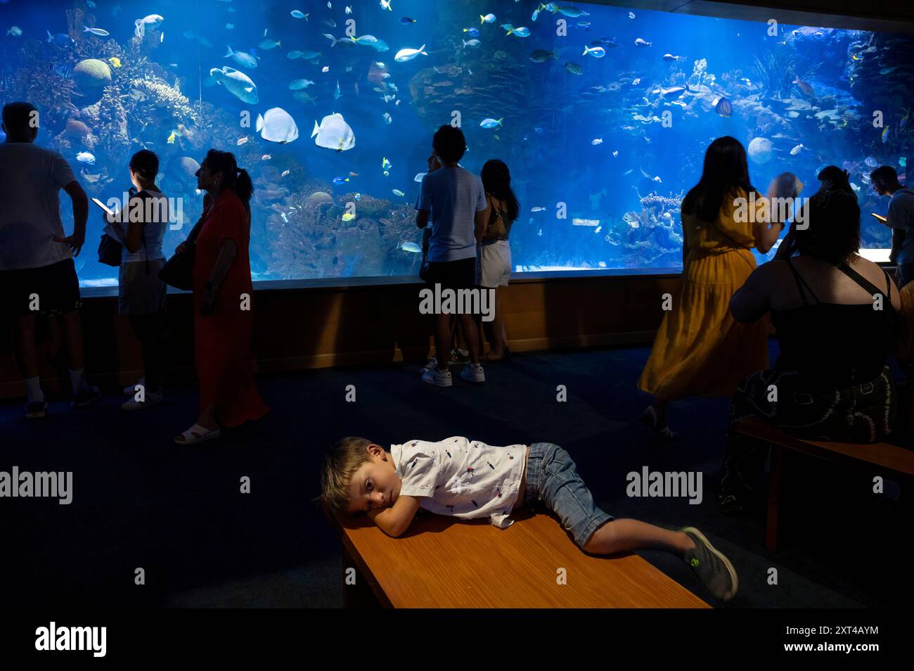 A young visitor is seen at one of the marine fish galleries at L ...