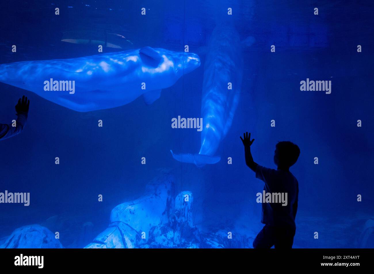 A young visitor is seen observing beluga whales, or known as white ...