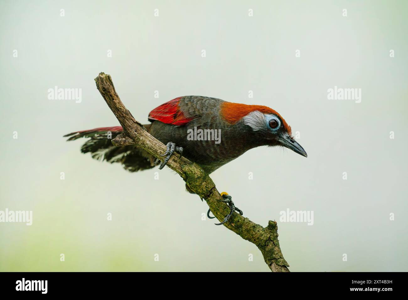 red-tailed laughingthrush, Trochalopteron milnei Stock Photo - Alamy
