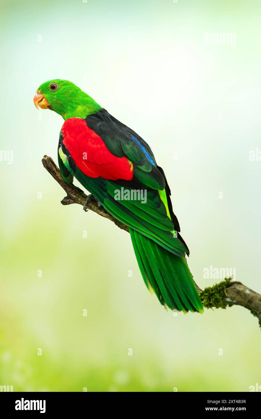 Red winged parrot australia hi-res stock photography and images - Alamy