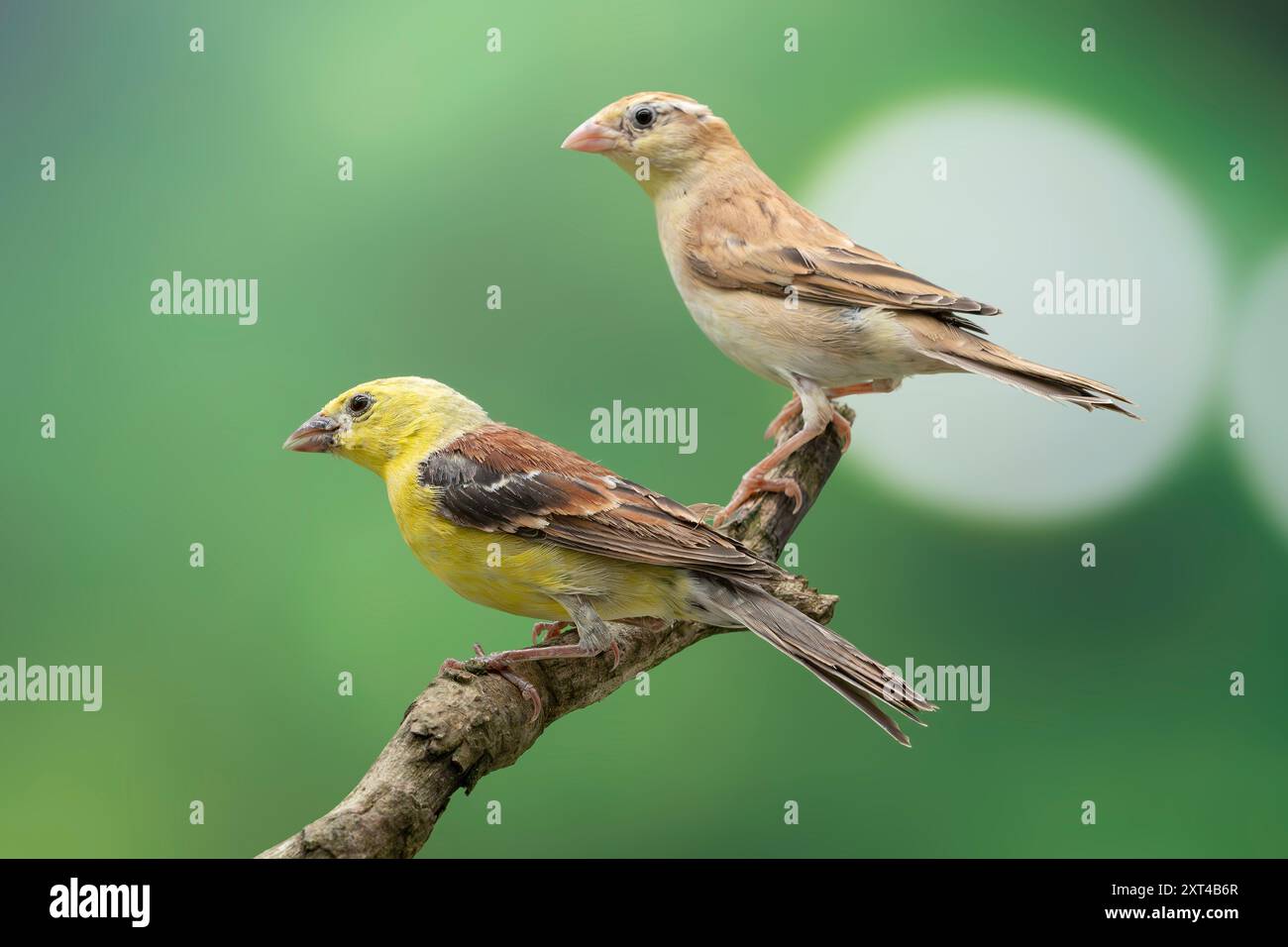 Sudan golden sparrow, Passer luteus Stock Photo - Alamy