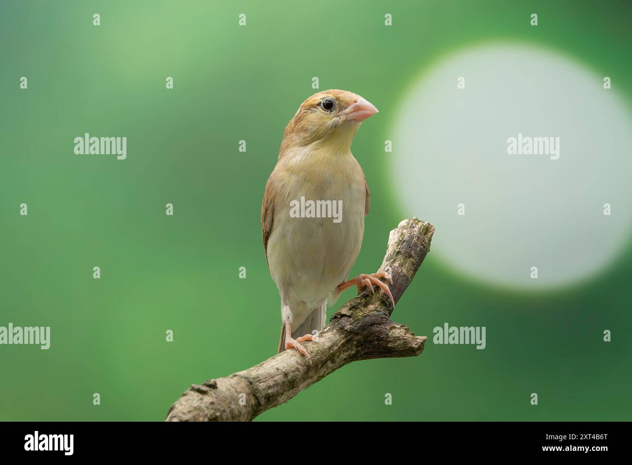 Sudan golden sparrow, Passer luteus Stock Photo - Alamy