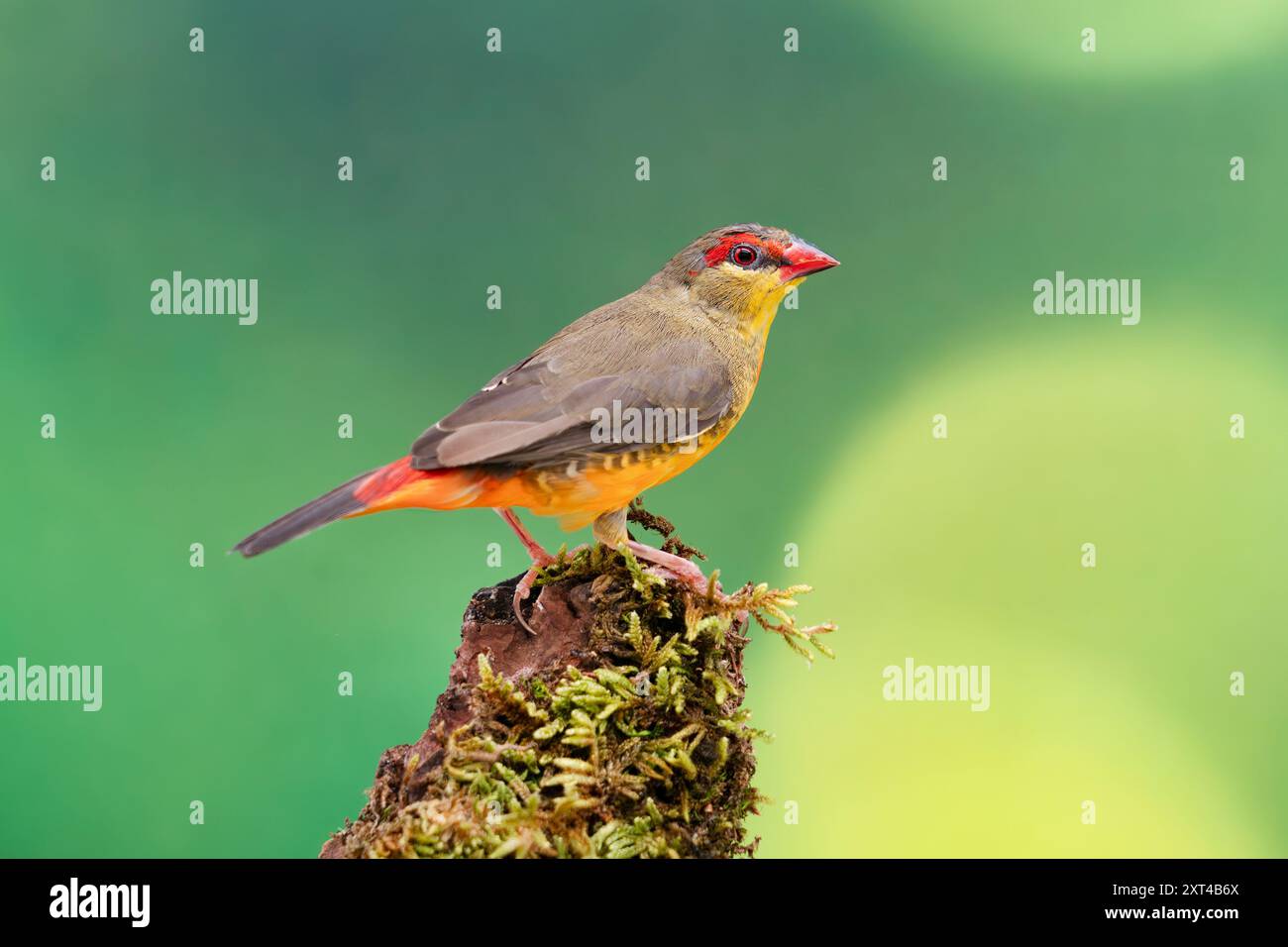 orange-breasted waxbill, Amandava subflava Stock Photo - Alamy