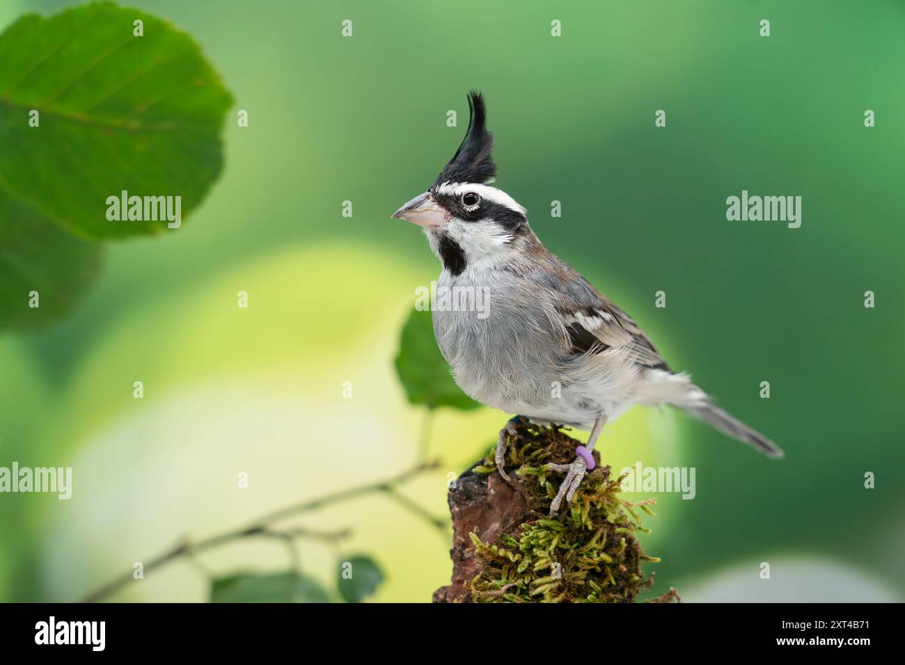Pusillus birds bird hi-res stock photography and images - Alamy