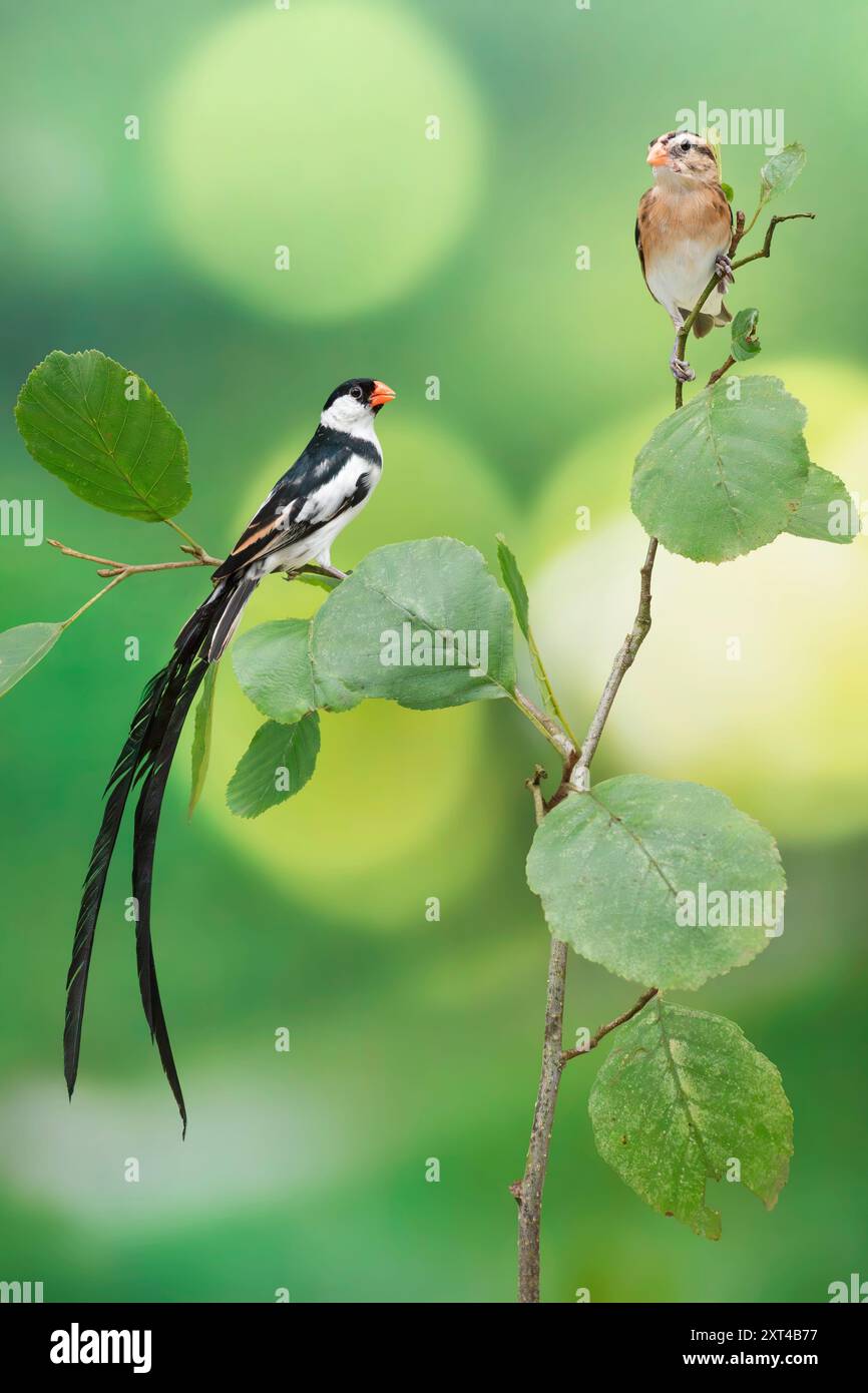 pin-tailed whydah, Vidua macroura Stock Photo - Alamy