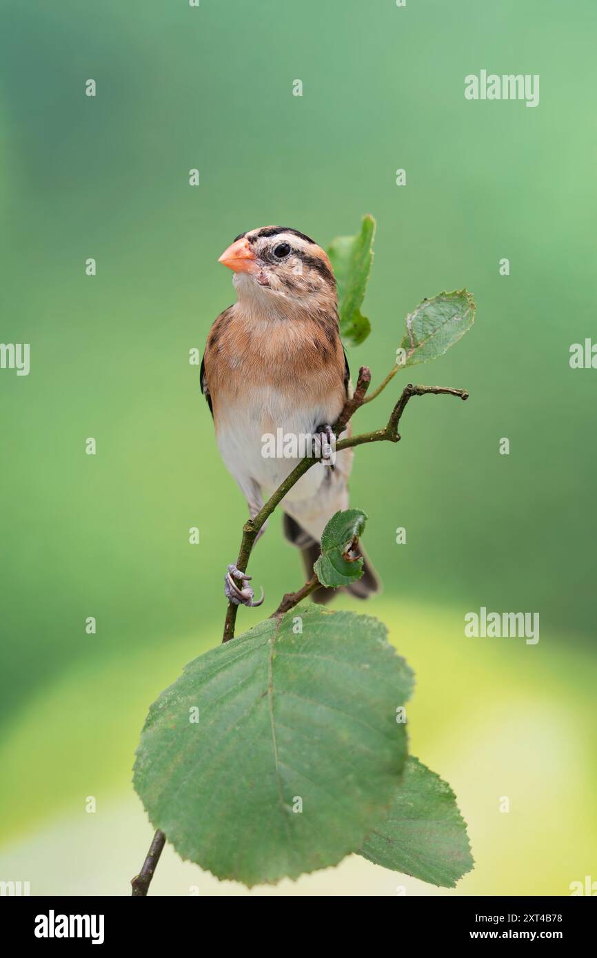 pin-tailed whydah female, Vidua macroura Stock Photo - Alamy