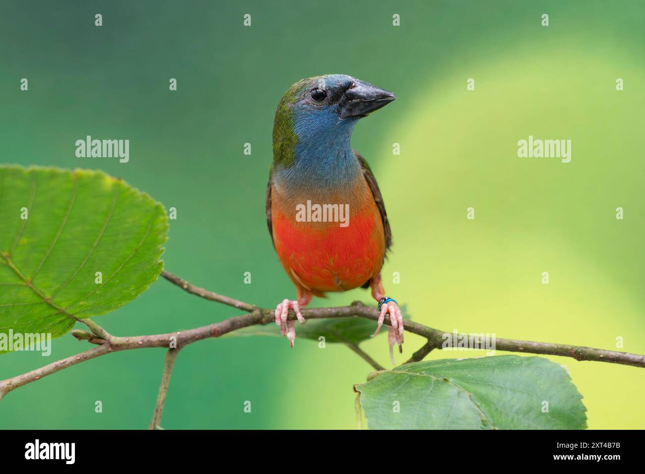 pin-tailed parrotfinch, Erythrura prasina Stock Photo - Alamy