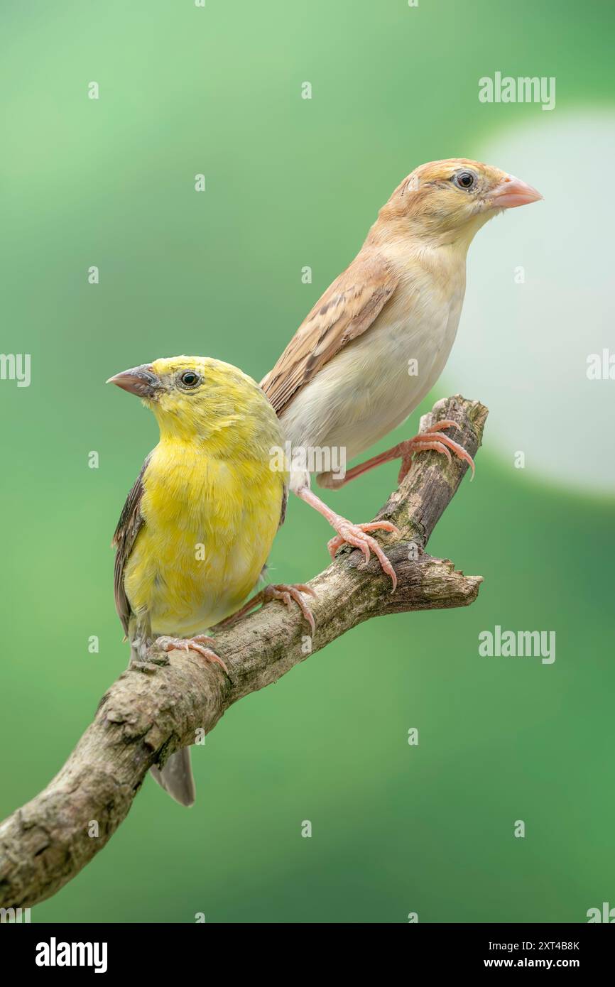 Sudan golden sparrow, Passer luteus Stock Photo - Alamy
