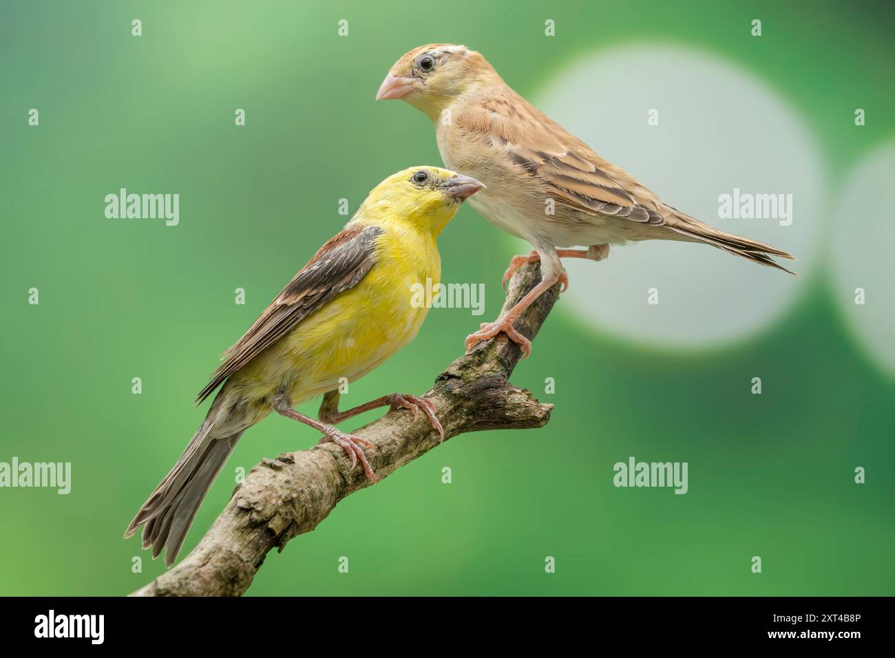 Sudan golden sparrow, Passer luteus Stock Photo - Alamy
