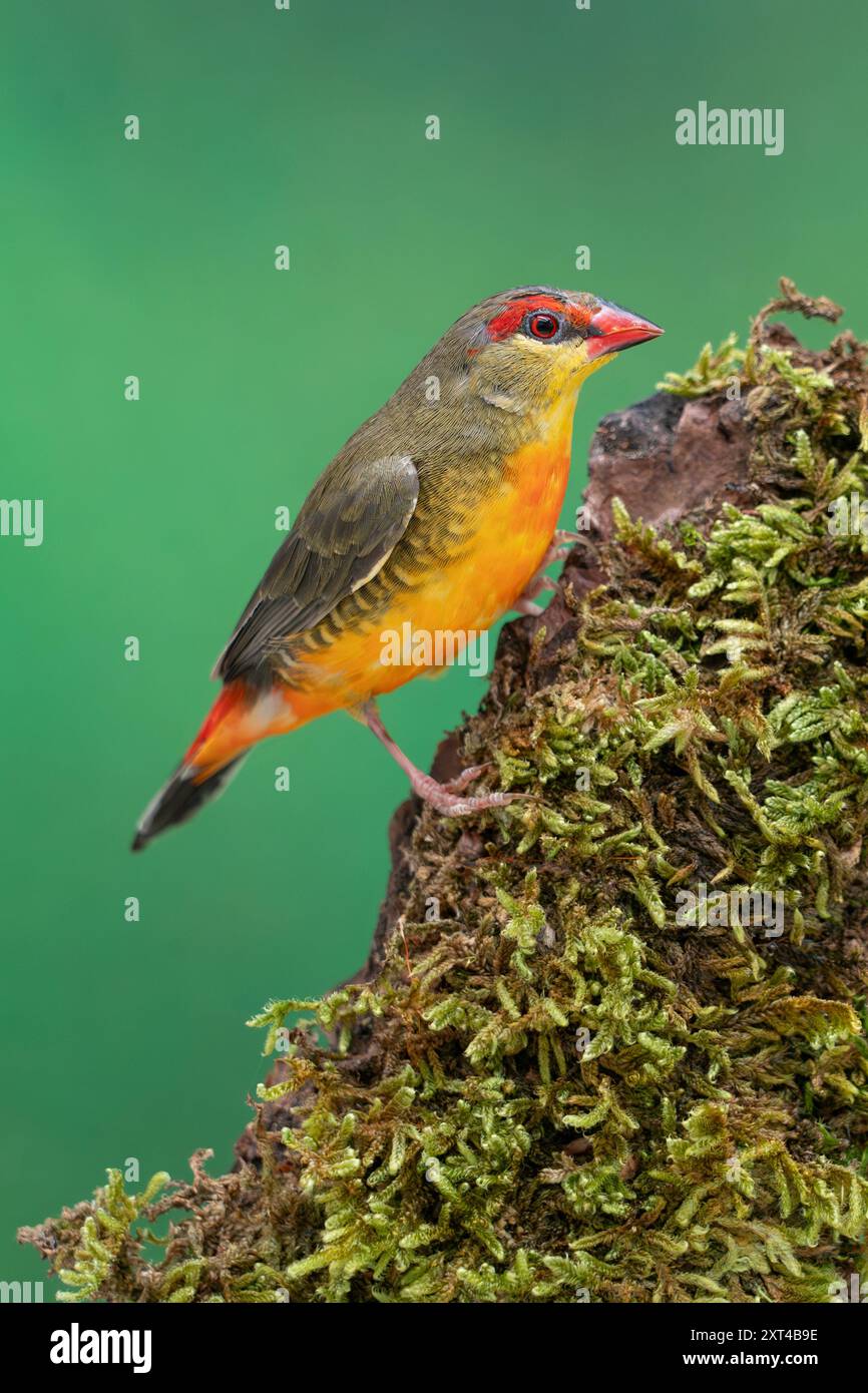 Orange breasted waxbill hi-res stock photography and images - Alamy