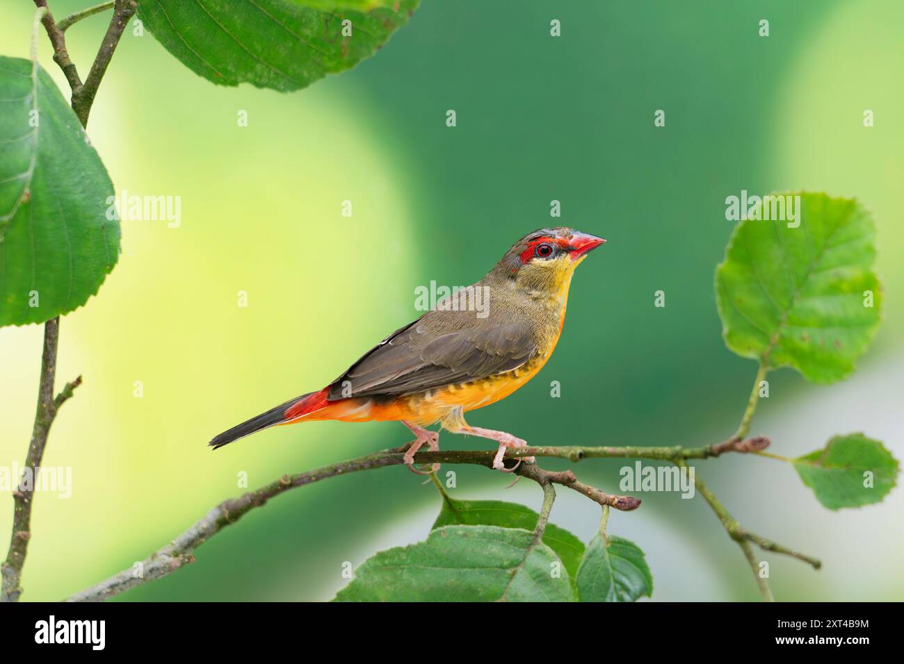 orange-breasted waxbill, Amandava subflava Stock Photo - Alamy