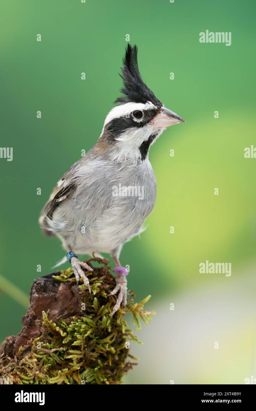 black-crested finch, Lophospingus pusillus Stock Photo - Alamy