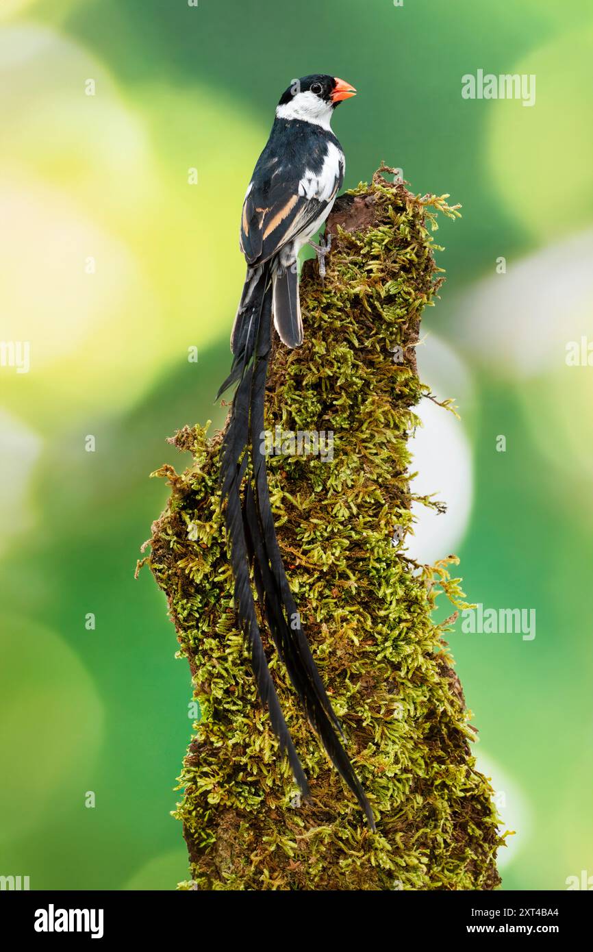 pin-tailed whydah, Vidua macroura Stock Photo - Alamy