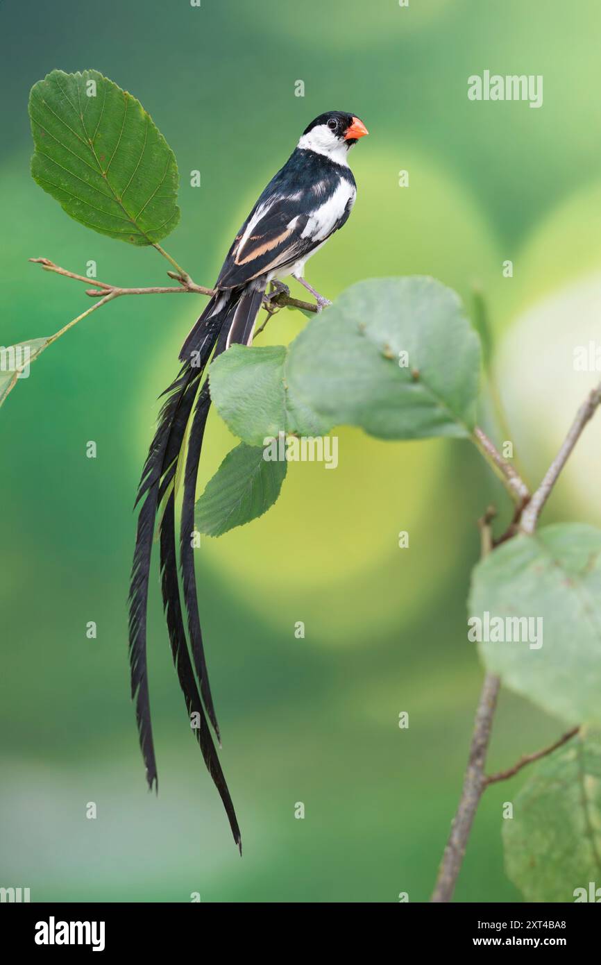 pin-tailed whydah, Vidua macroura Stock Photo - Alamy