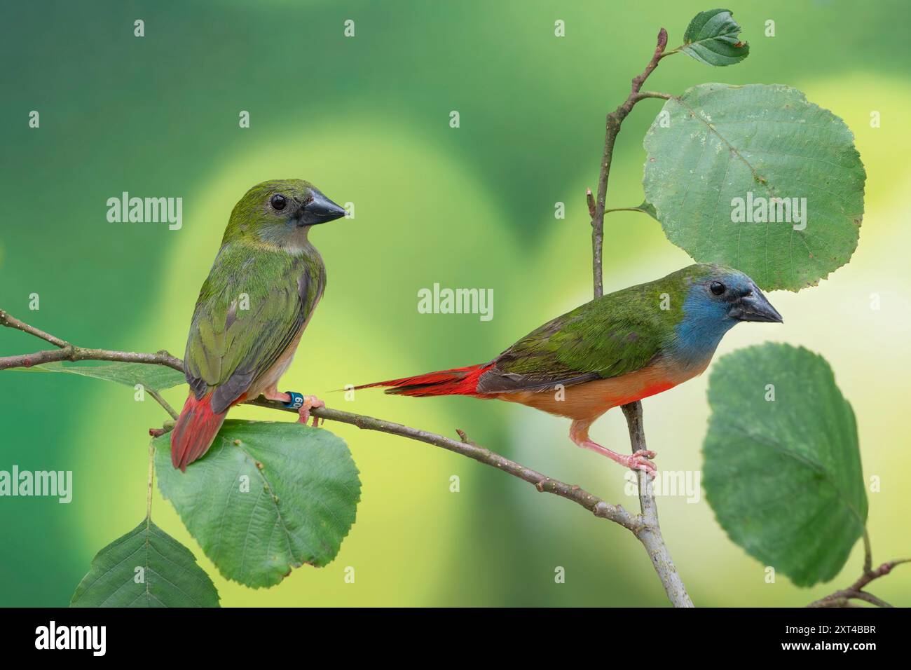 pin-tailed parrotfinch, Erythrura prasina Stock Photo - Alamy