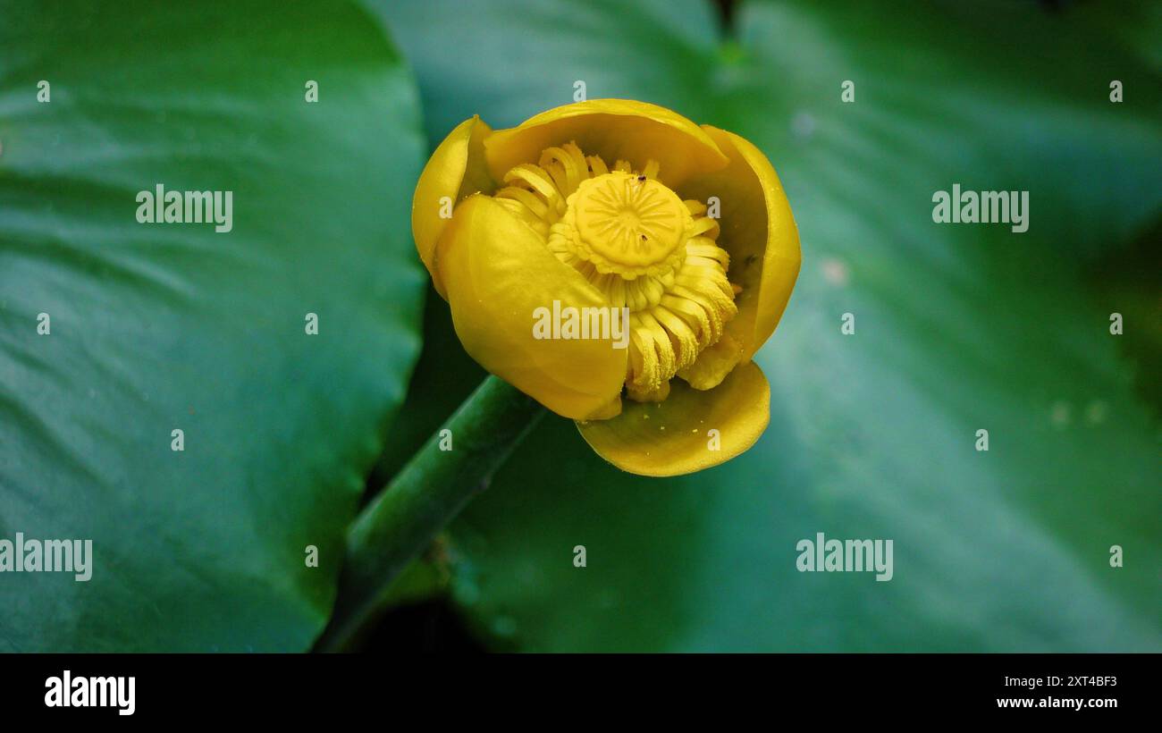 Nuphar Lutea Brandy Bottle yellow water lily in a pond top view Stock ...