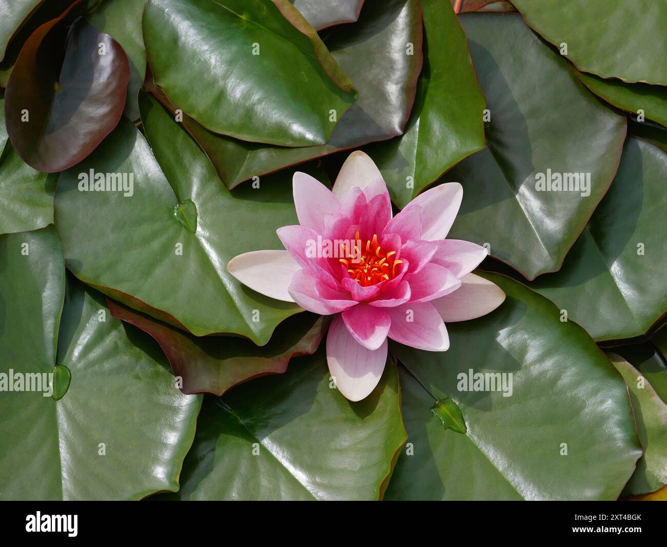 Pink water lily in a pond. Lotus blossom in botanical garden. Nymphaea Pygmaea Attraction Paul ...