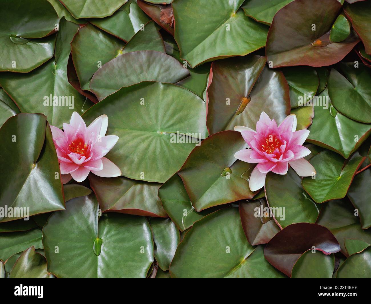Pink water lily in a pond. Lotus blossom in botanical garden. Nymphaea Pygmaea Attraction Paul ...