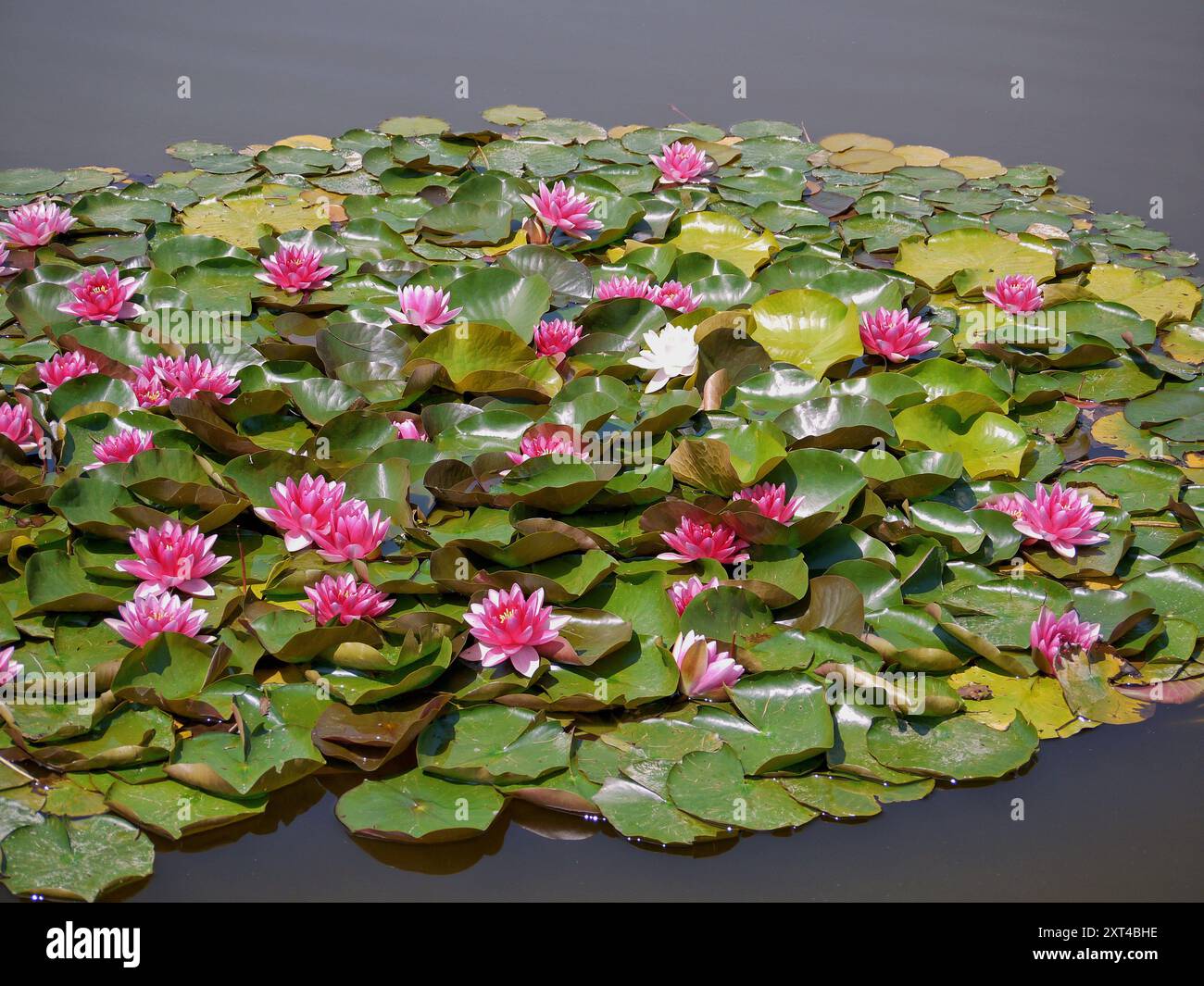 Lotus leaf in pond top hi-res stock photography and images - Alamy