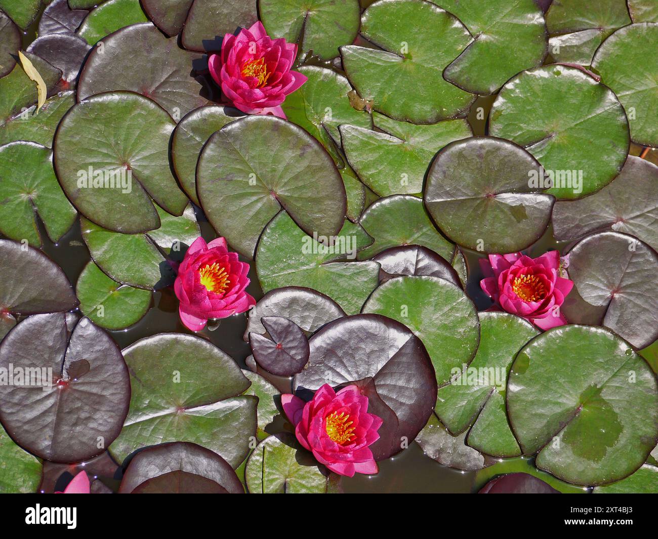 Pink water lily in a pond. Lotus blossom in botanical garden. Nymphaea ...