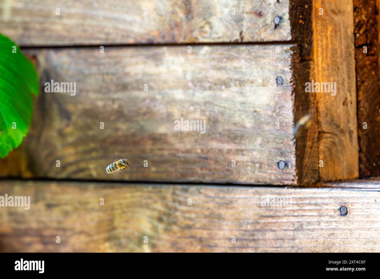 Honey bee is flying in front of bee hive. Detail macro of useful insect ...