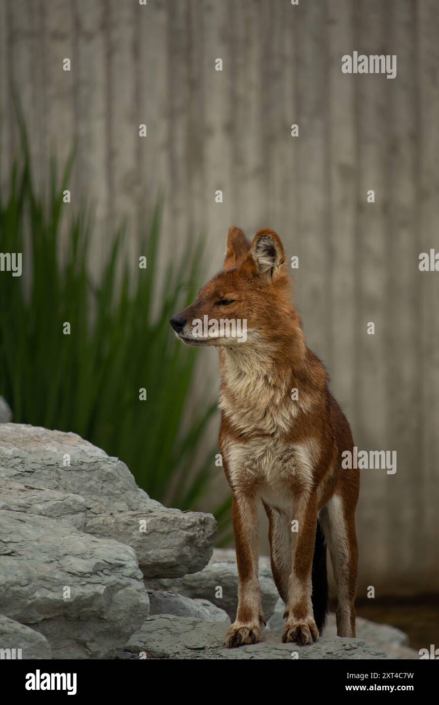 Ussuri dhole (Cuon alpinus alpinus), also known as the Indian wild dog ...