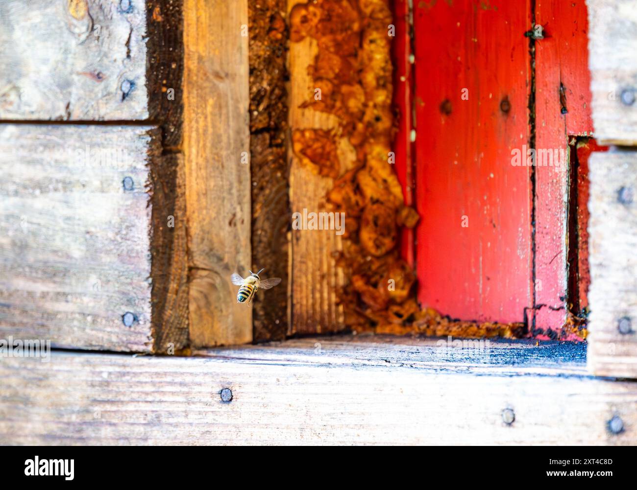 Honey bee is flying in front of bee hive. Detail macro of useful insect ...