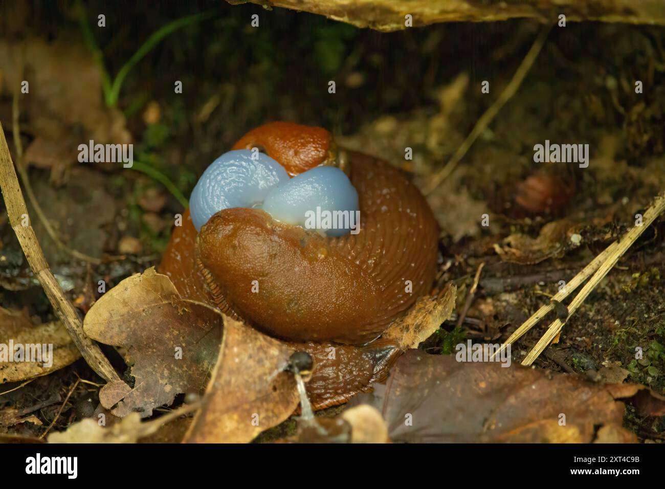 Spanish slug - Arion vulgaris. Slugs in motion, on tree stump. Spanish ...