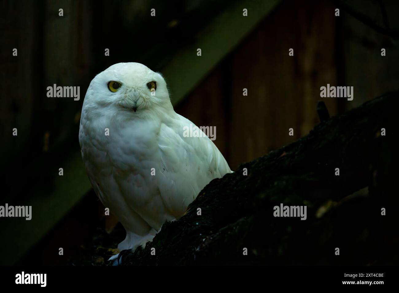 Snowy owl sits on the ground looking straight into the camera Stock ...
