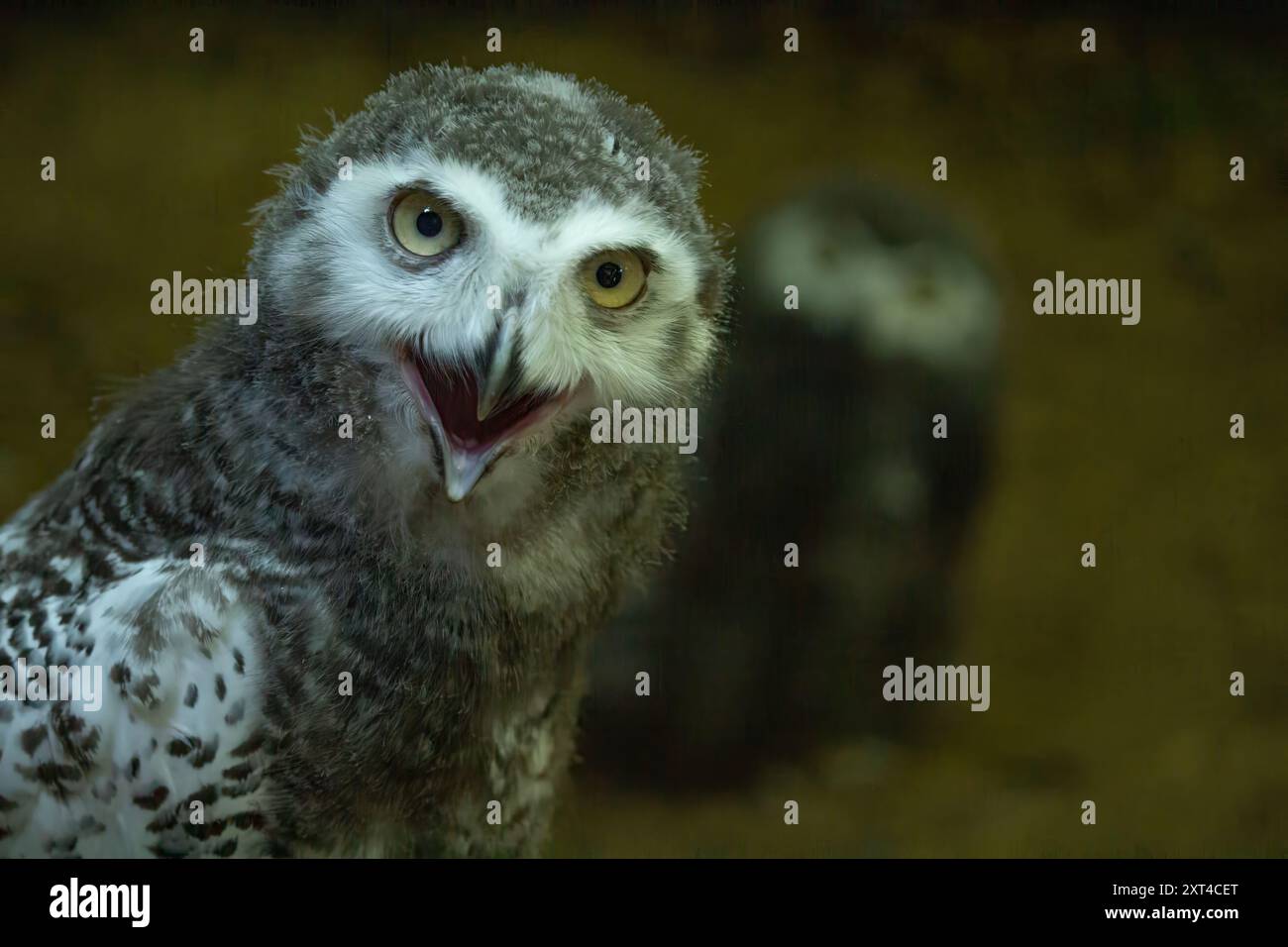 Surprised juvenile snowy owl with open mouth. Polar or white owl chick ...