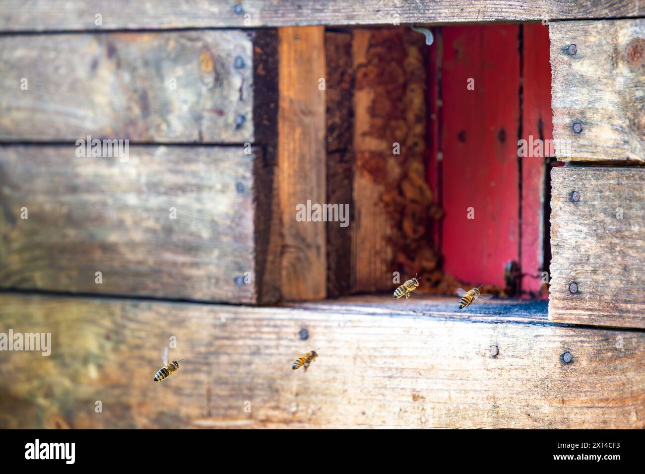 Honey bee is flying in front of bee hive. Detail macro of useful insect ...