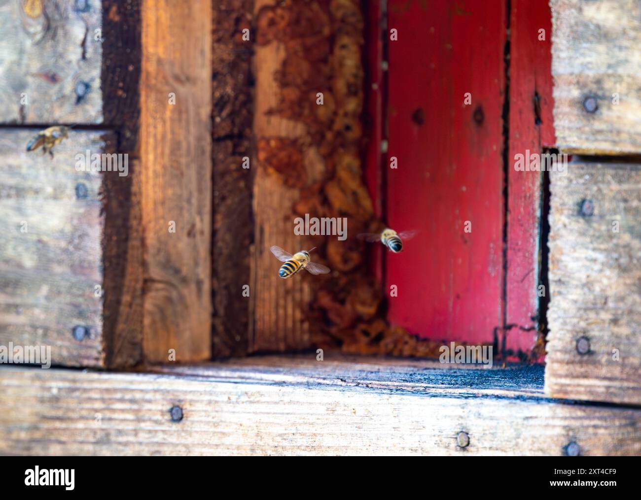 Honey bee is flying in front of bee hive. Detail macro of useful insect ...