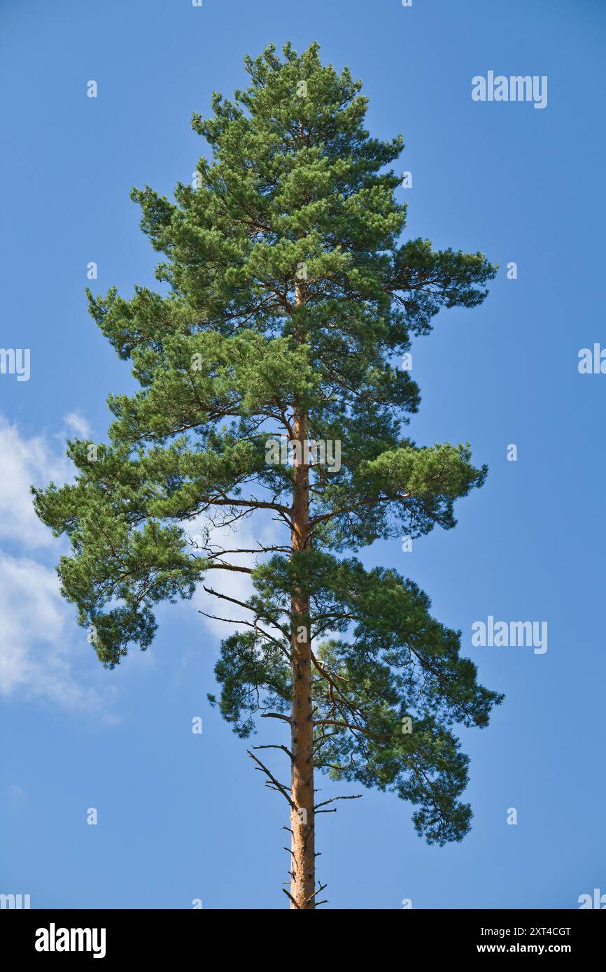 The crown of a tall pine tree against the blue sky. Single pine tree ...