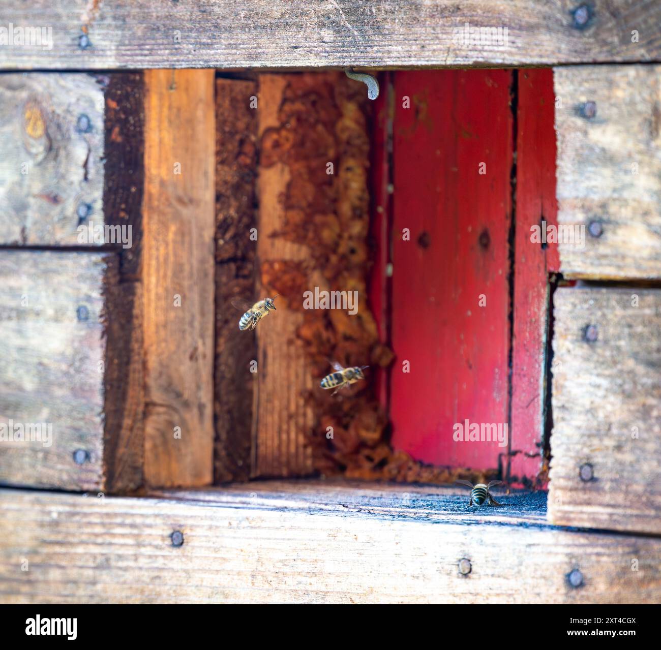 Honey bee is flying in front of bee hive. Detail macro of useful insect ...