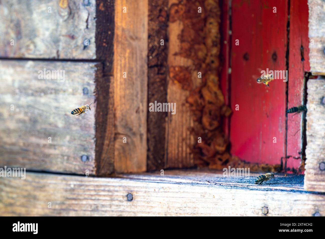 Honey bee is flying in front of bee hive. Detail macro of useful insect ...
