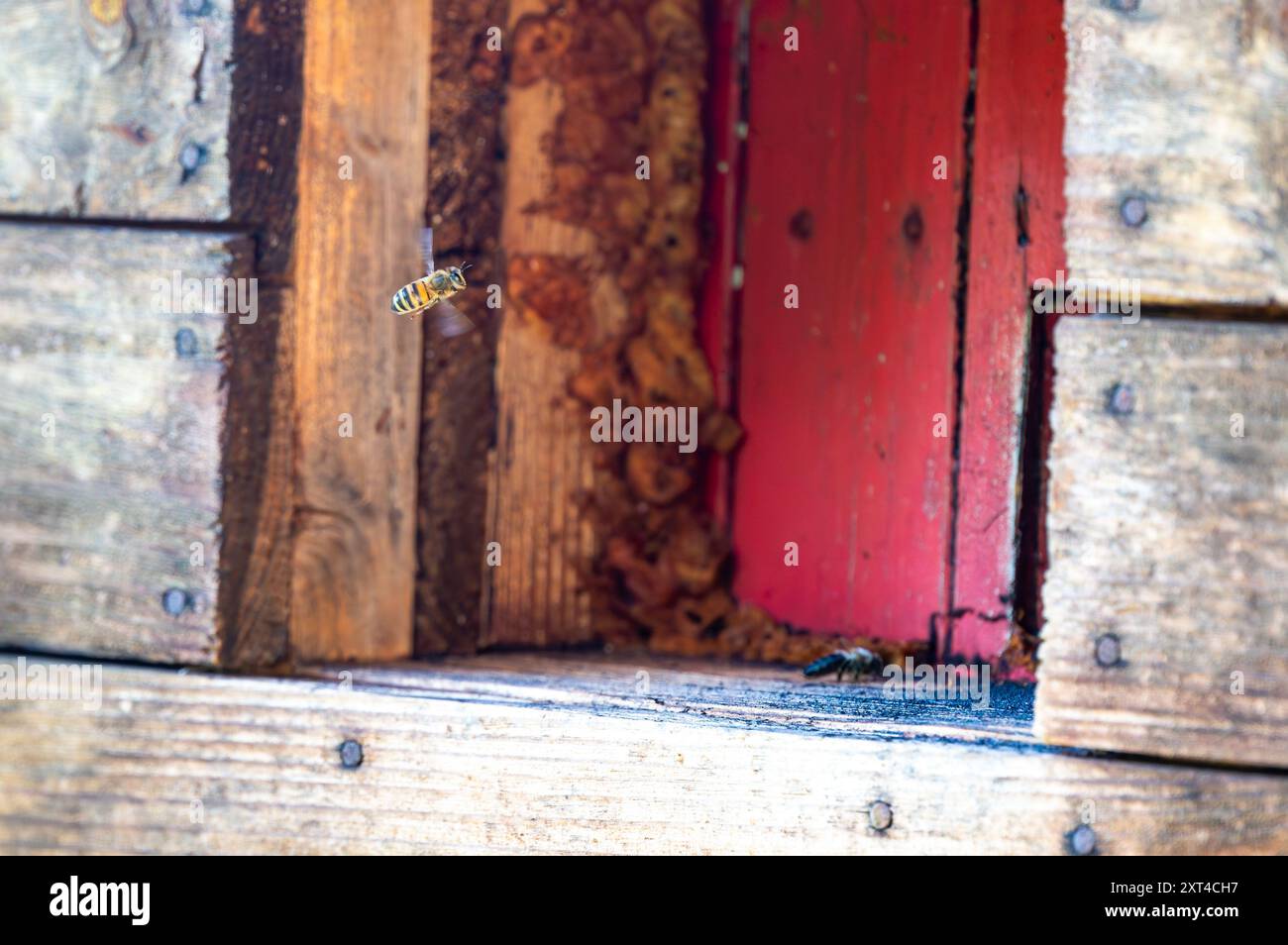 Honey bee is flying in front of bee hive. Detail macro of useful insect ...