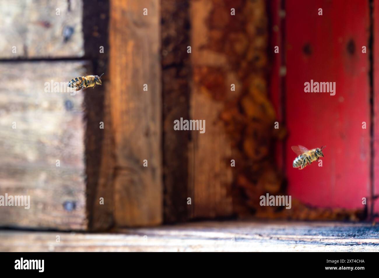Honey bee is flying in front of bee hive. Detail macro of useful insect ...