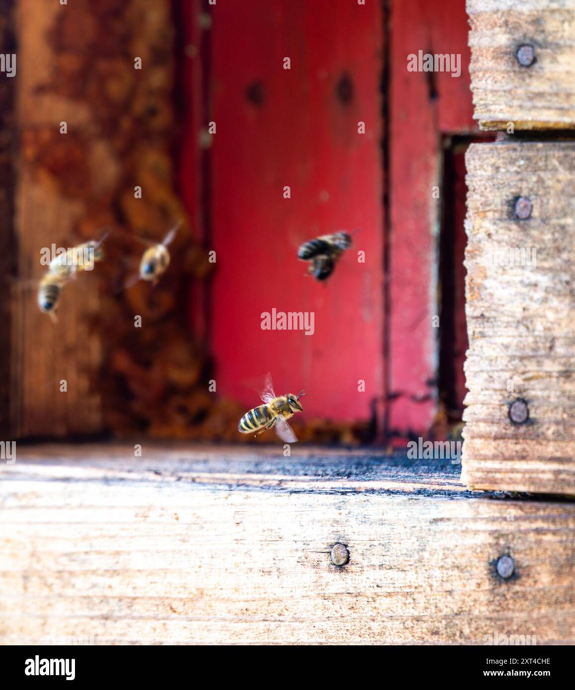 Honey bee is flying in front of bee hive. Detail macro of useful insect ...
