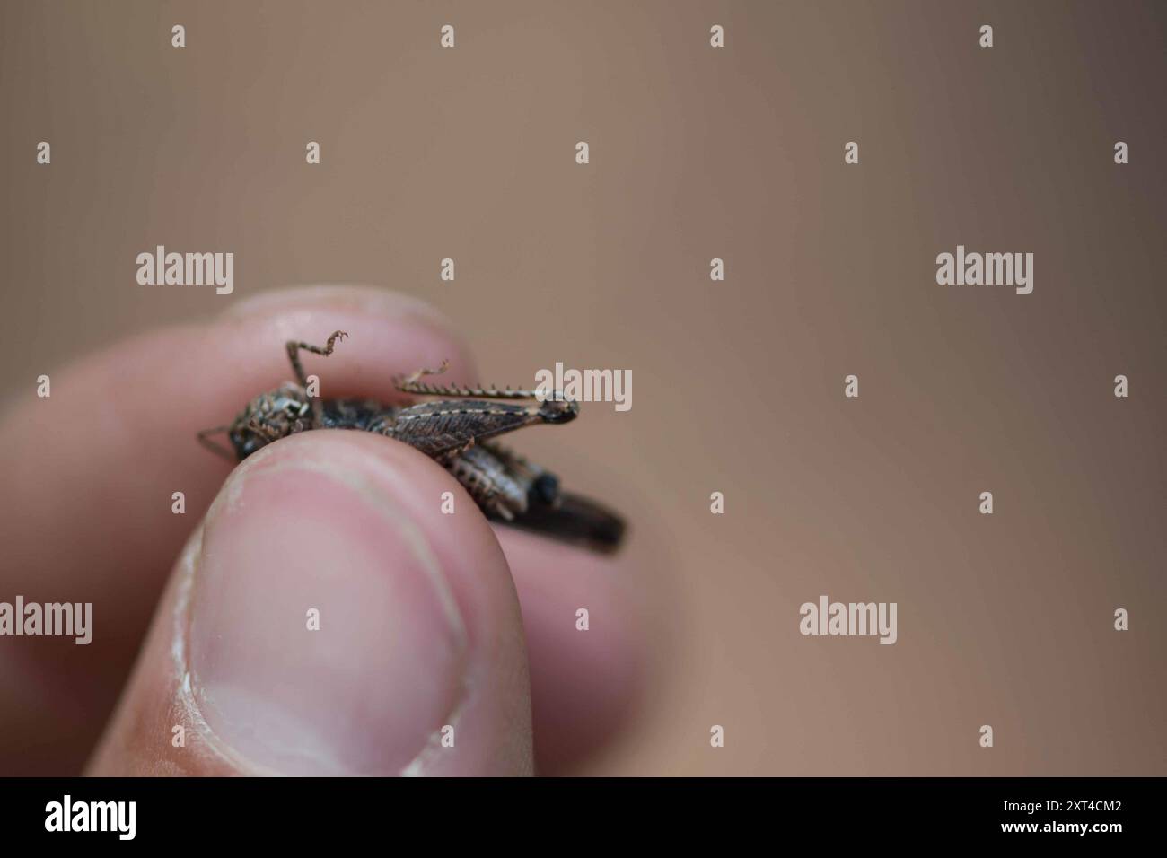 Common Digging Grasshopper (Acrotylus insubricus) Insecta Stock Photo ...