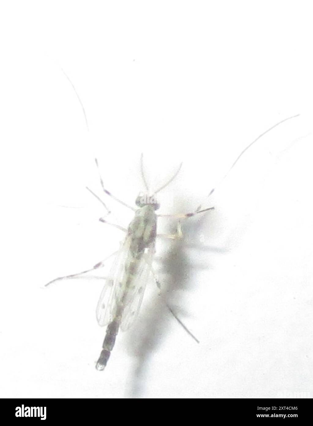 Non-biting Midges (Chironomidae) Insecta Stock Photo - Alamy