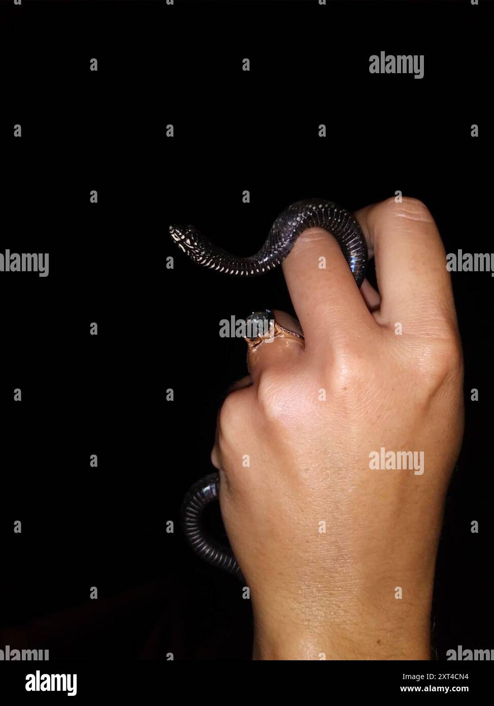 Mangrove Saltmarsh Snake (Nerodia clarkii compressicauda) Reptilia ...