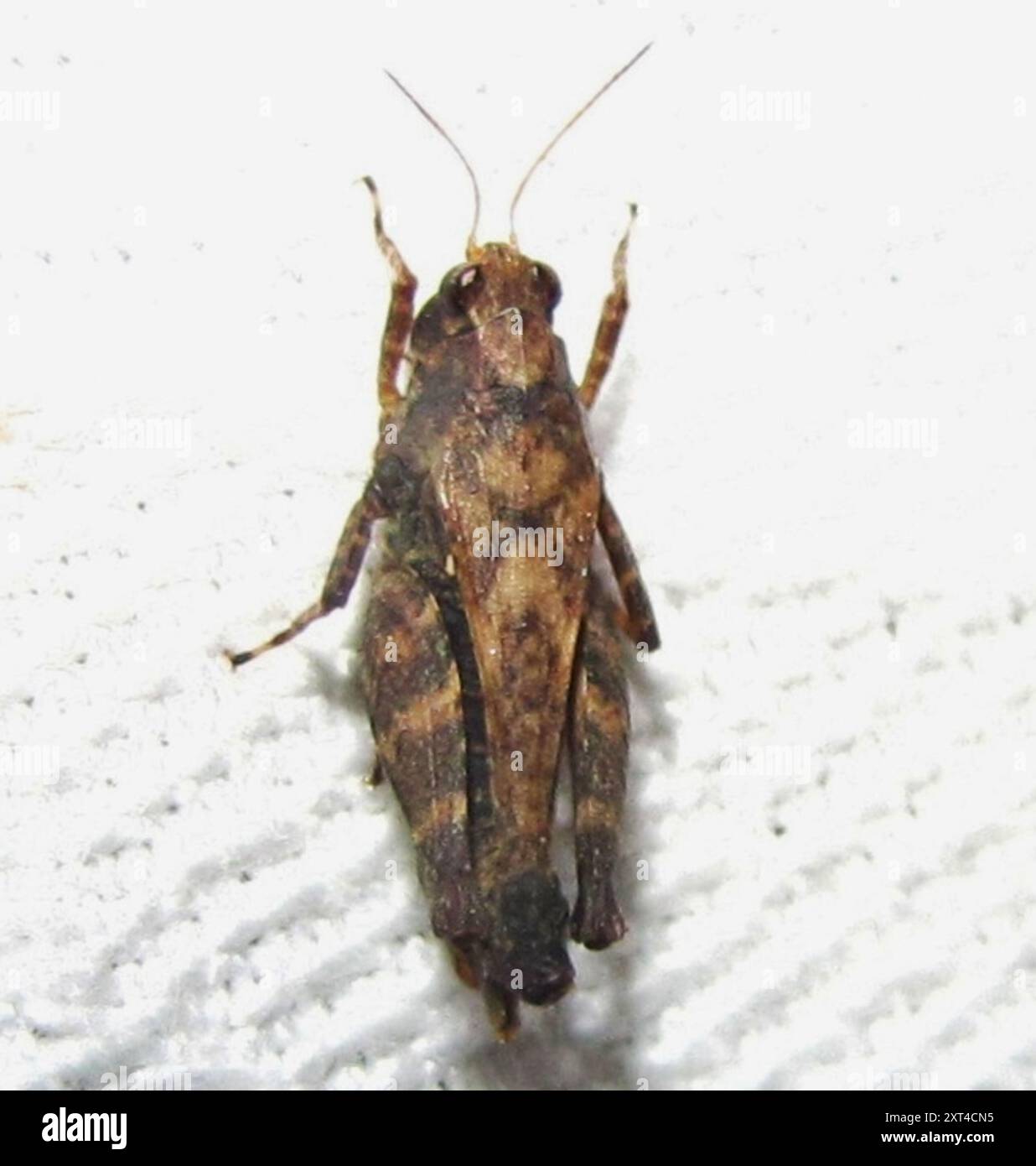 Black-sided Pygmy Grasshopper (Tettigidea lateralis) Insecta Stock ...