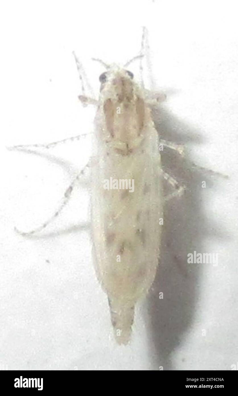 Phantom Midges (Chaoboridae) Insecta Stock Photo - Alamy