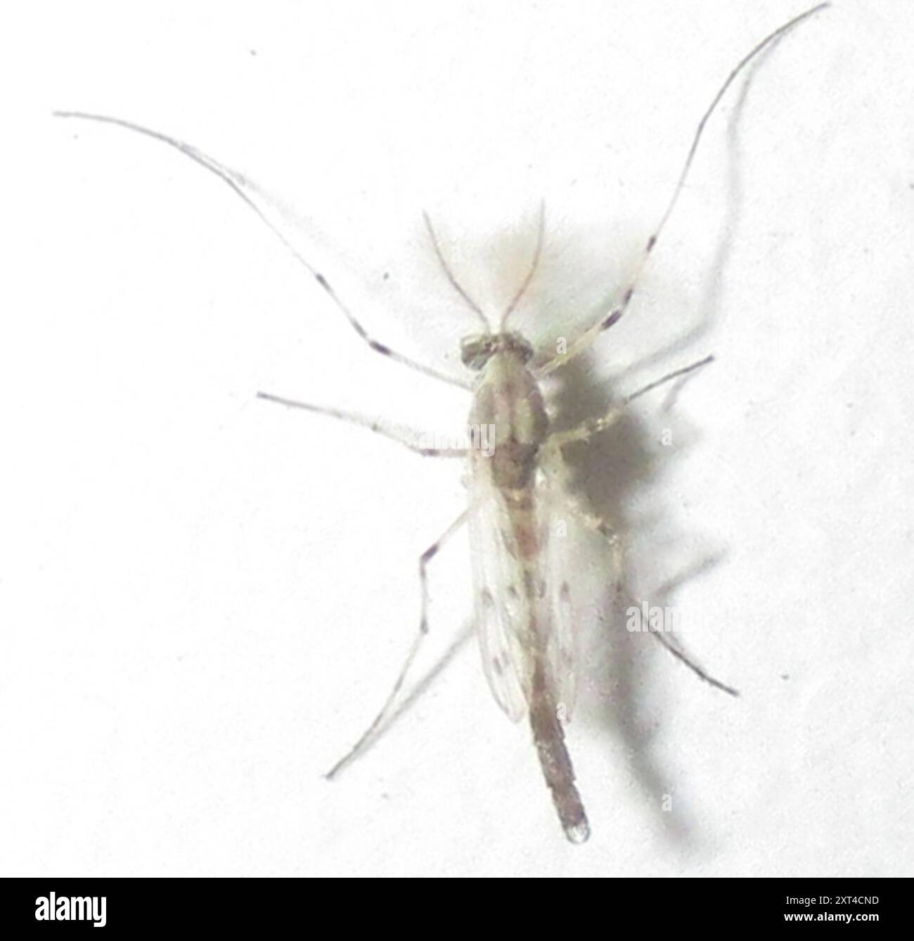 Non-biting Midges (Chironomidae) Insecta Stock Photo - Alamy