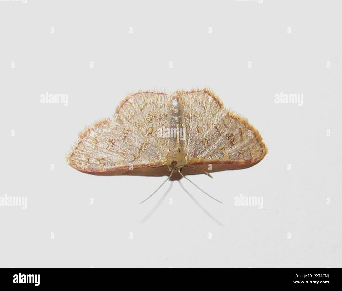 Geometer Moths (Geometridae) Insecta Stock Photo - Alamy