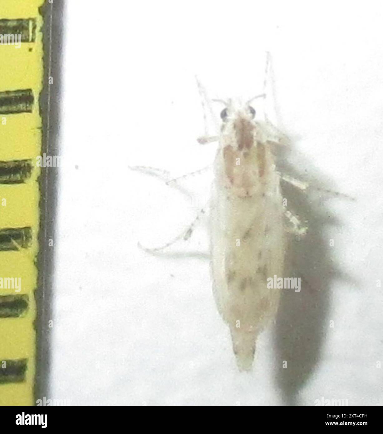 Phantom midges hi-res stock photography and images - Alamy