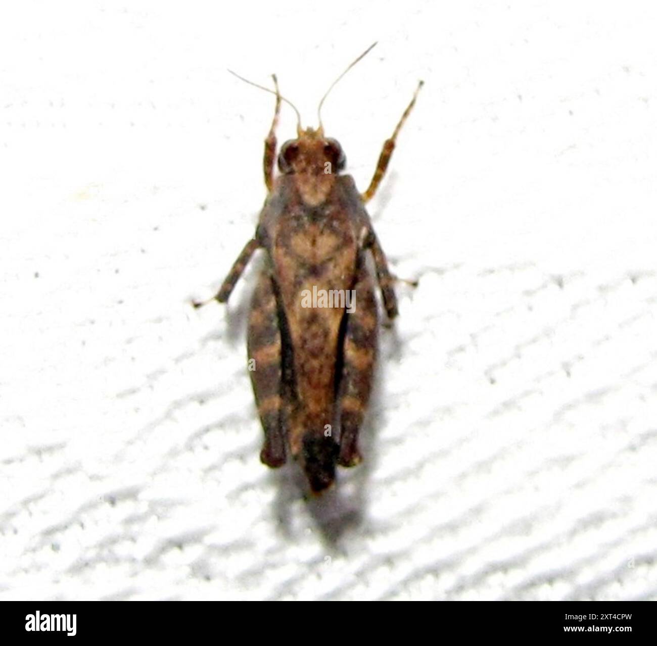 Black-sided Pygmy Grasshopper (Tettigidea lateralis) Insecta Stock ...