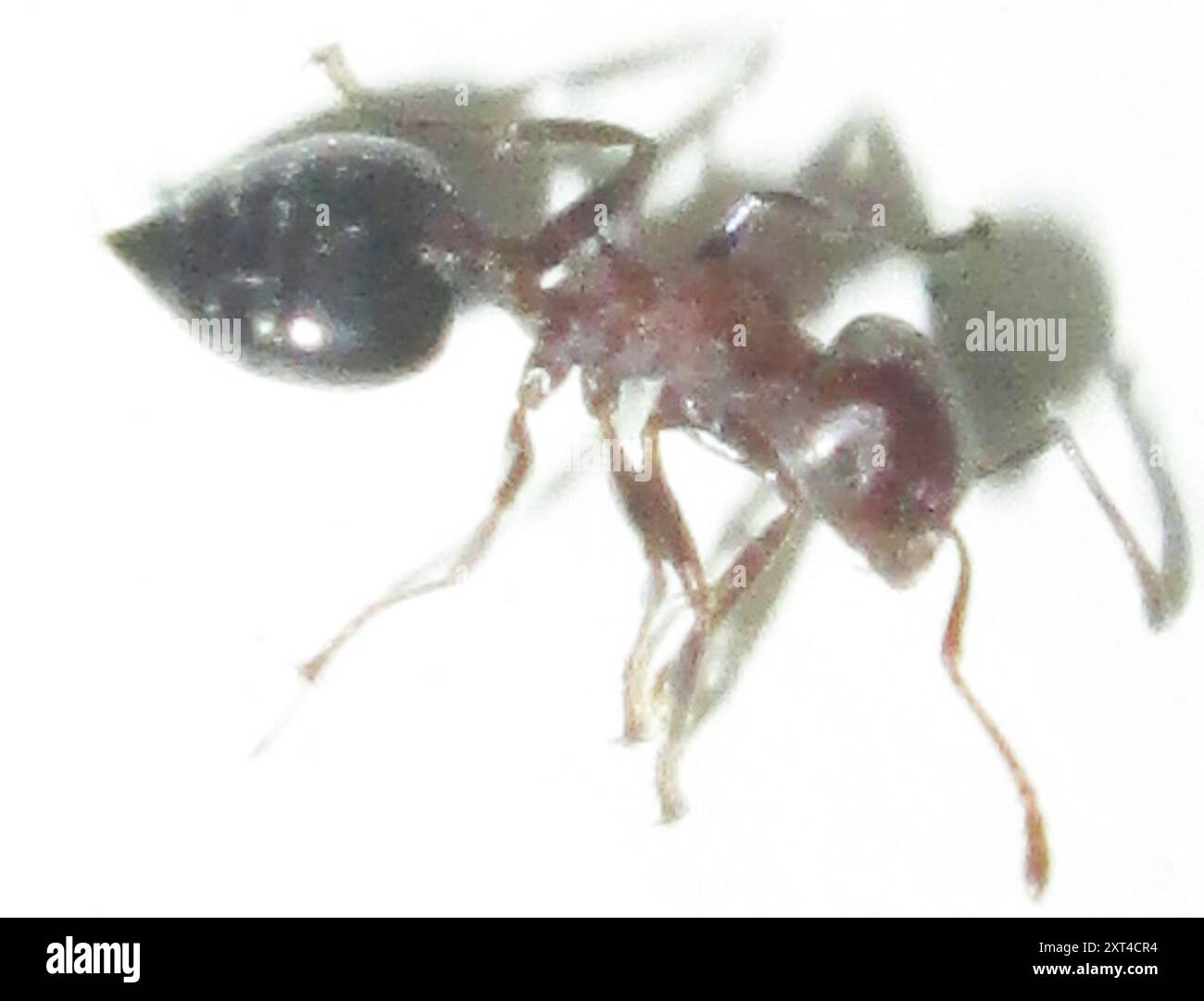 Oscar's Cocktail ant (Crematogaster oscaris) Insecta Stock Photo - Alamy